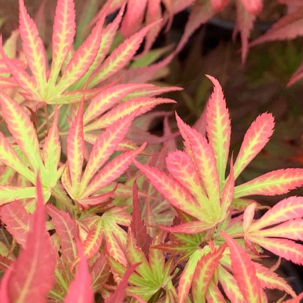 Dwarf Japanese Maple - Etsy