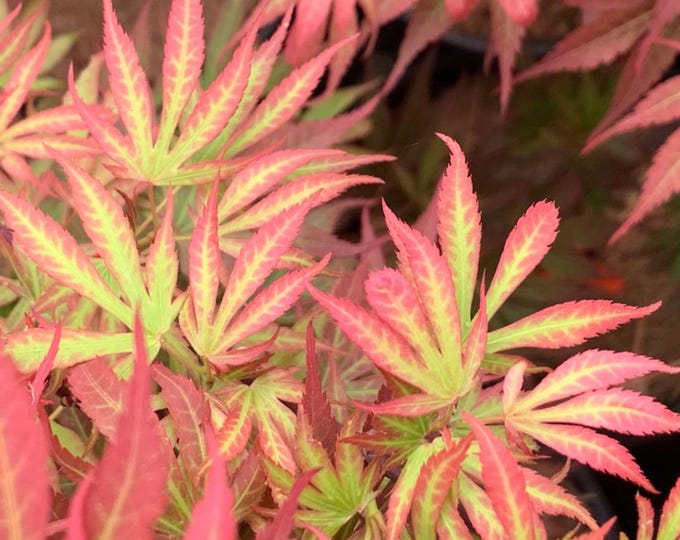 Dwarf Red Japanese Maple Elizabeth Grafted, Acer Palmatum Elizabeth ...
