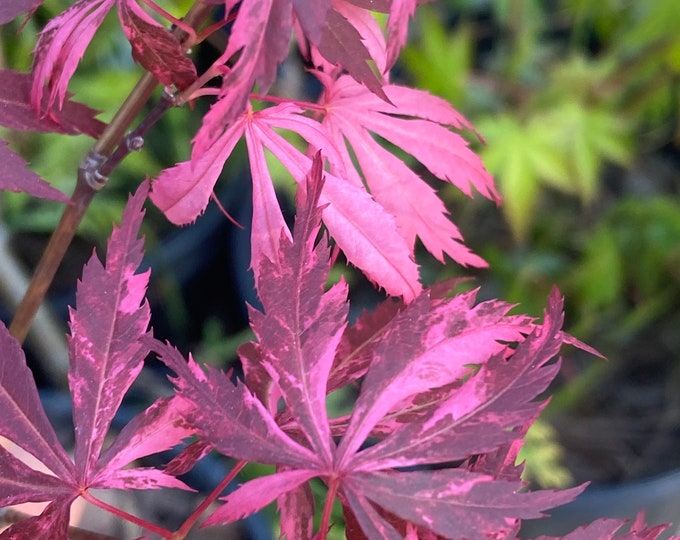 Rare Japanese Maple Lileeannes Jewel grafted, Pink Japanese Maple ...