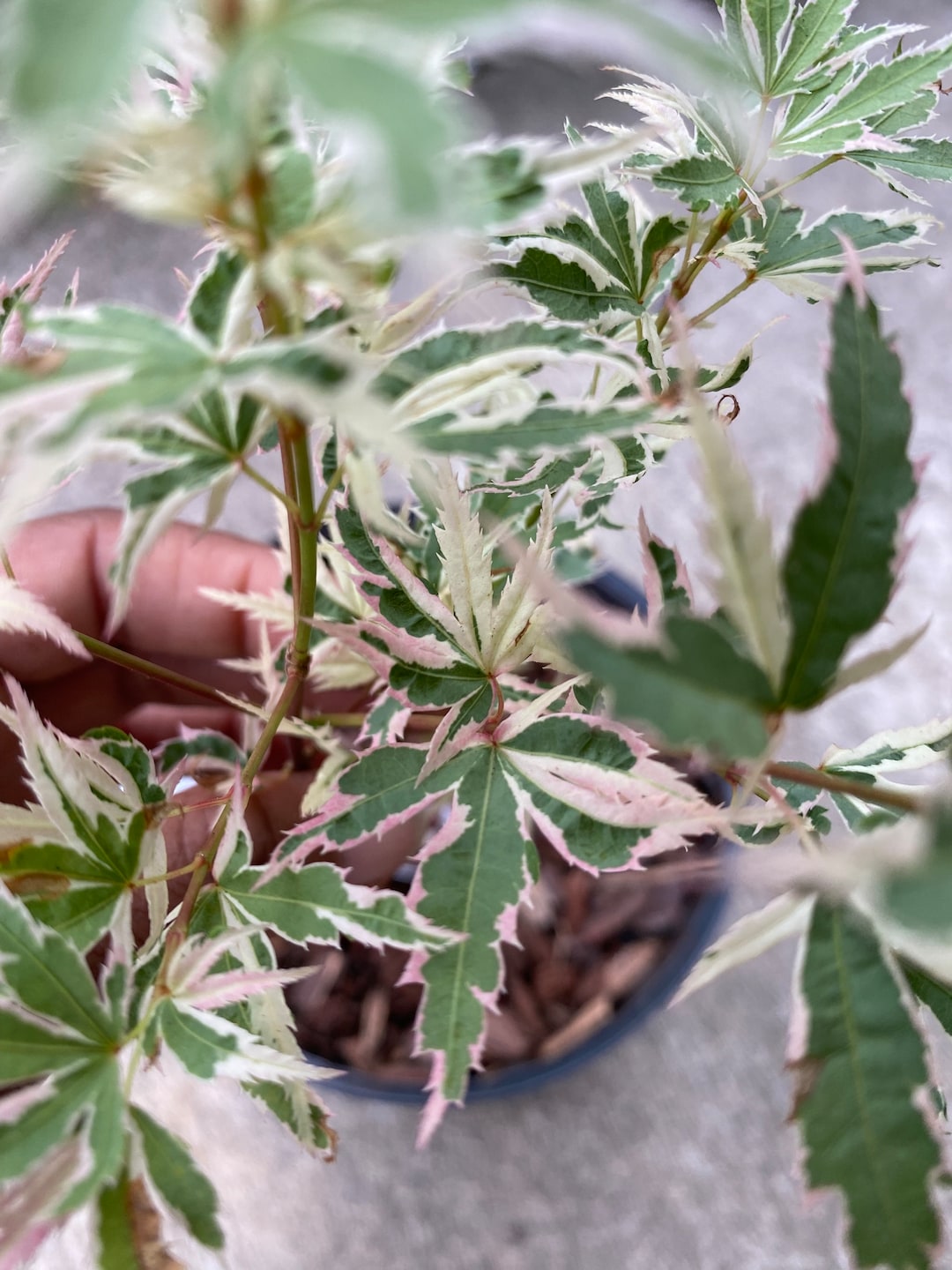Japanese Maple Butterfly Acer Palmatum Butterfly White - Etsy