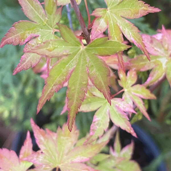 Japanese Maple - Etsy
