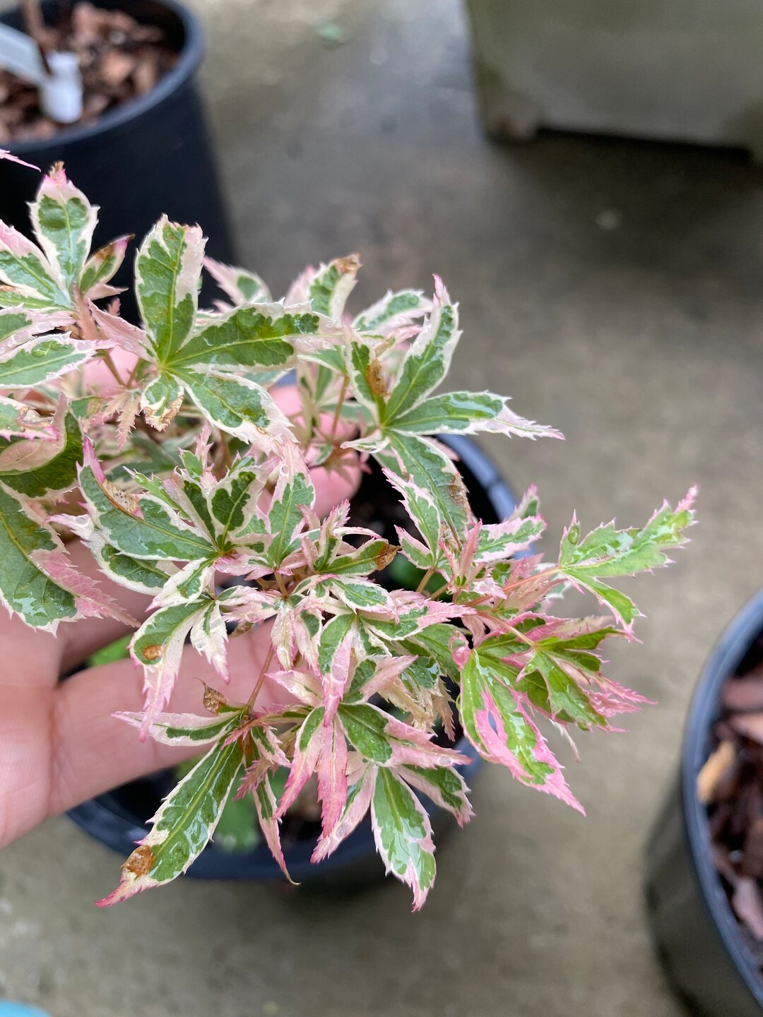 Japanese Maple Butterfly, Acer Palmatum Butterfly, White Japanese Maple ...