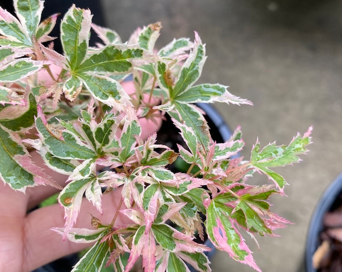 Acer Palmatum Butterfly Japanese Maple