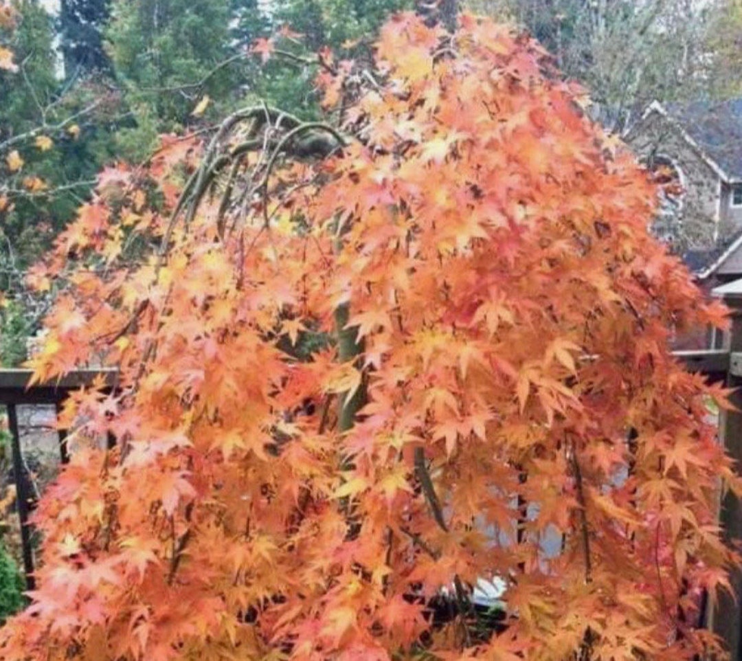 Weeping Japanese Maple Ryusen, New Maple, Acer Palmatum Ryusen - Etsy