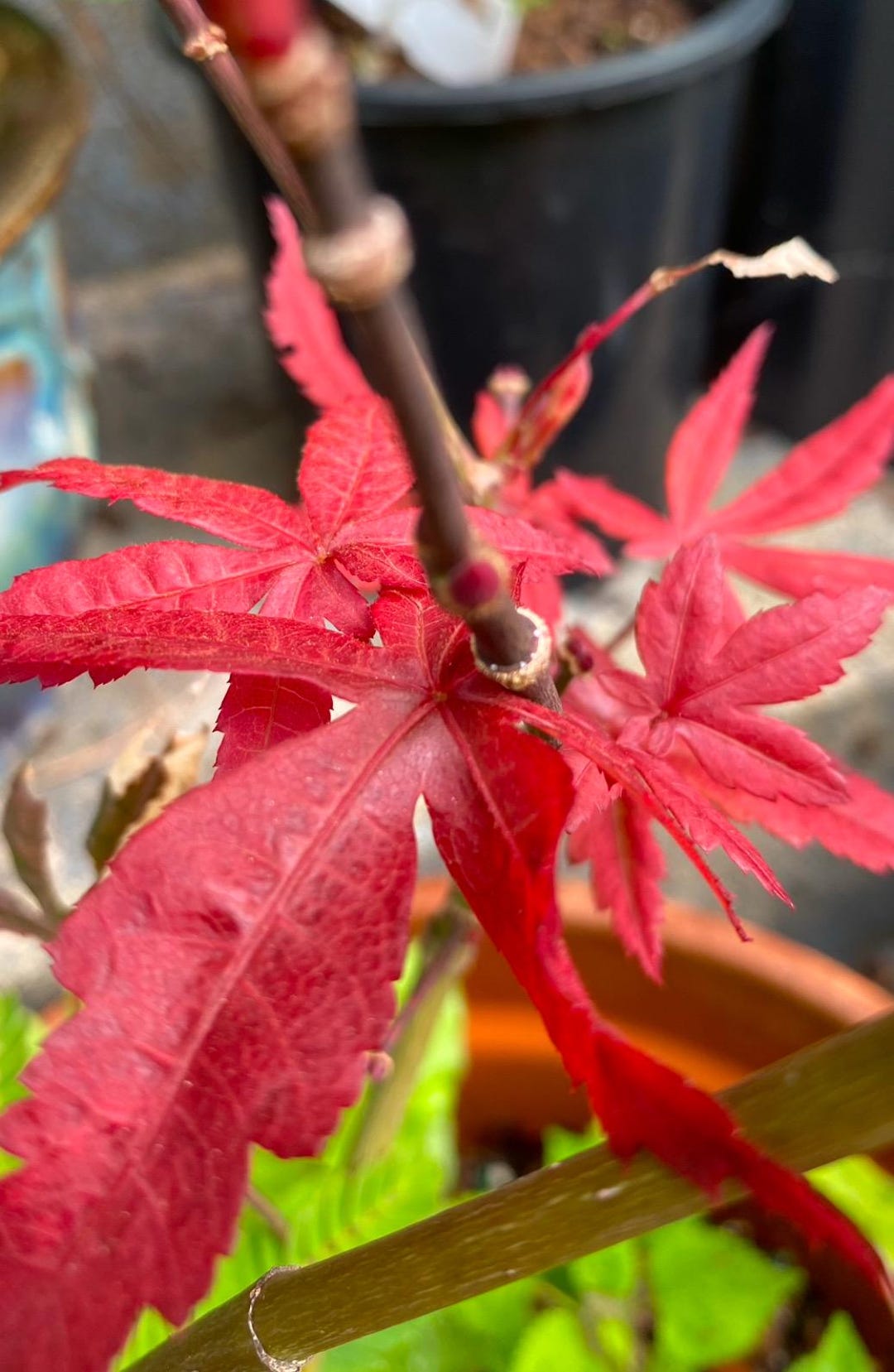 Japanese Maple Bloodgood, Red Japanese Maple, Full Sun Japanese Maple ...