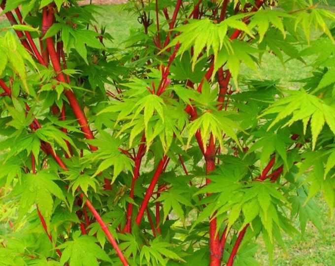 Coral Red Bark Japanese Maple,acer Palmatum Sango Kaku - Etsy
