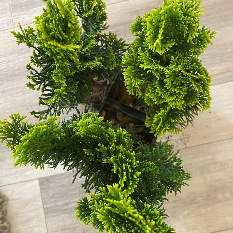 Dwarf Cypress - Etsy