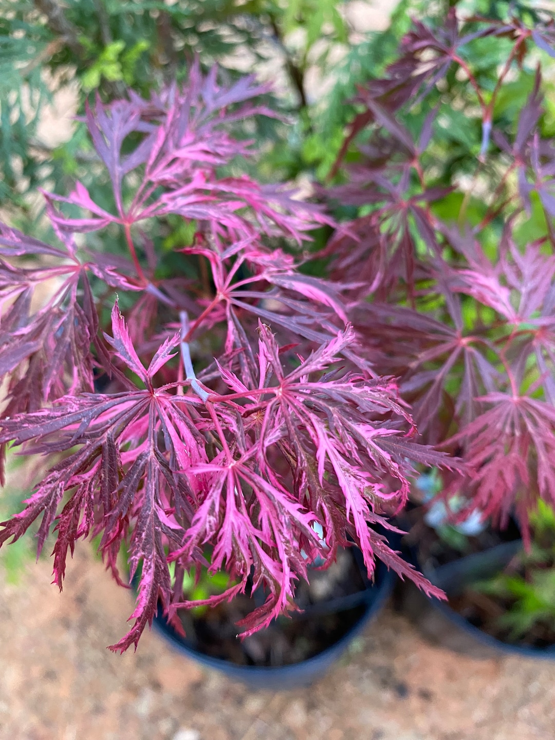 Hana Matoi Dwarf Pink Japanese Maple, Acer Palmatum Dissectum Hana ...