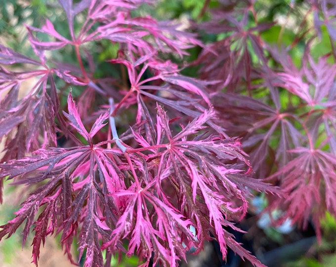 Dwarf Pink Japanese Maple, Acer Palmatum Dissectum Hana Matoi, Pink and ...