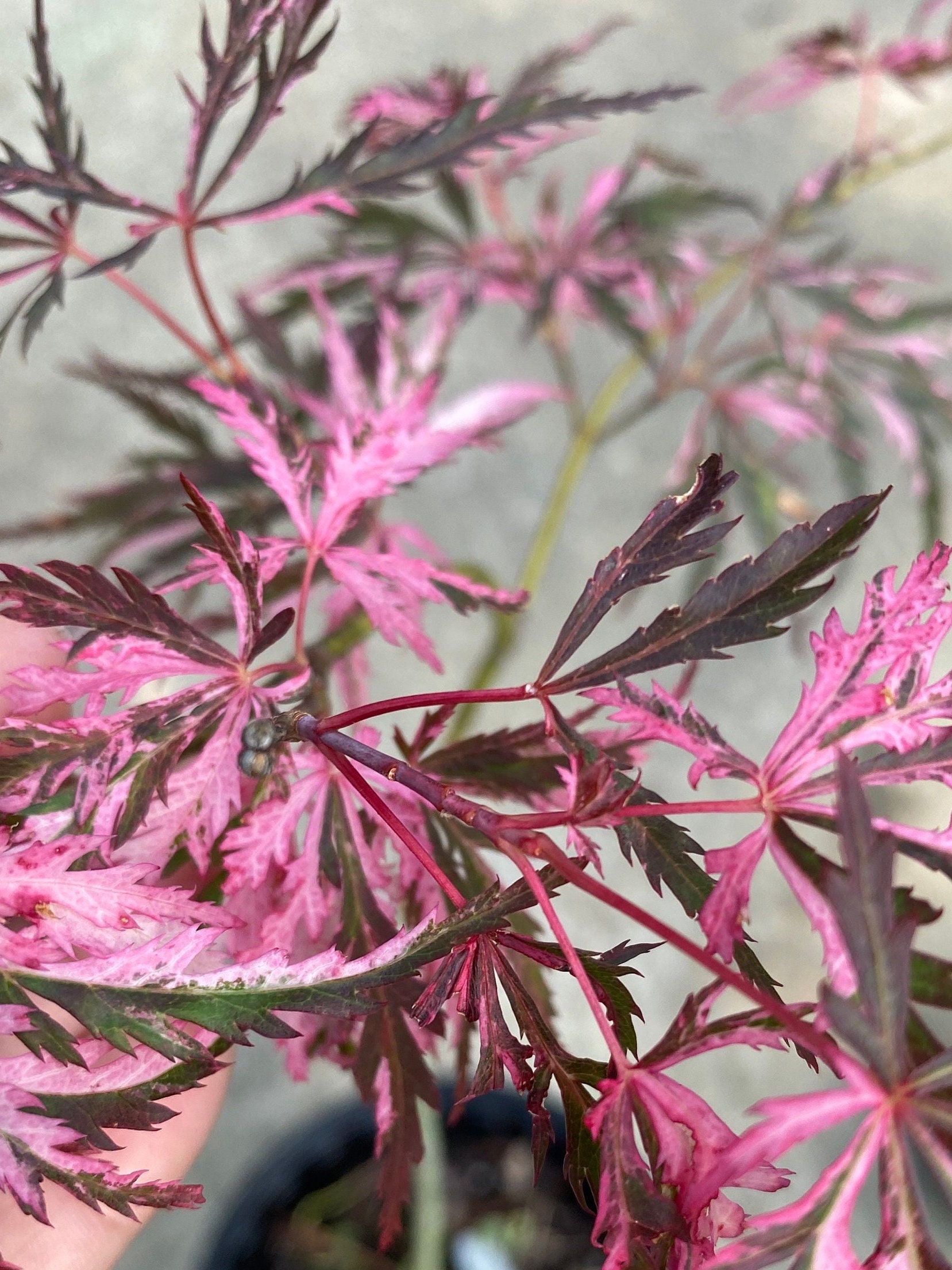 Hana Matoi Dwarf Pink Japanese Maple, Acer Palmatum Dissectum Hana ...