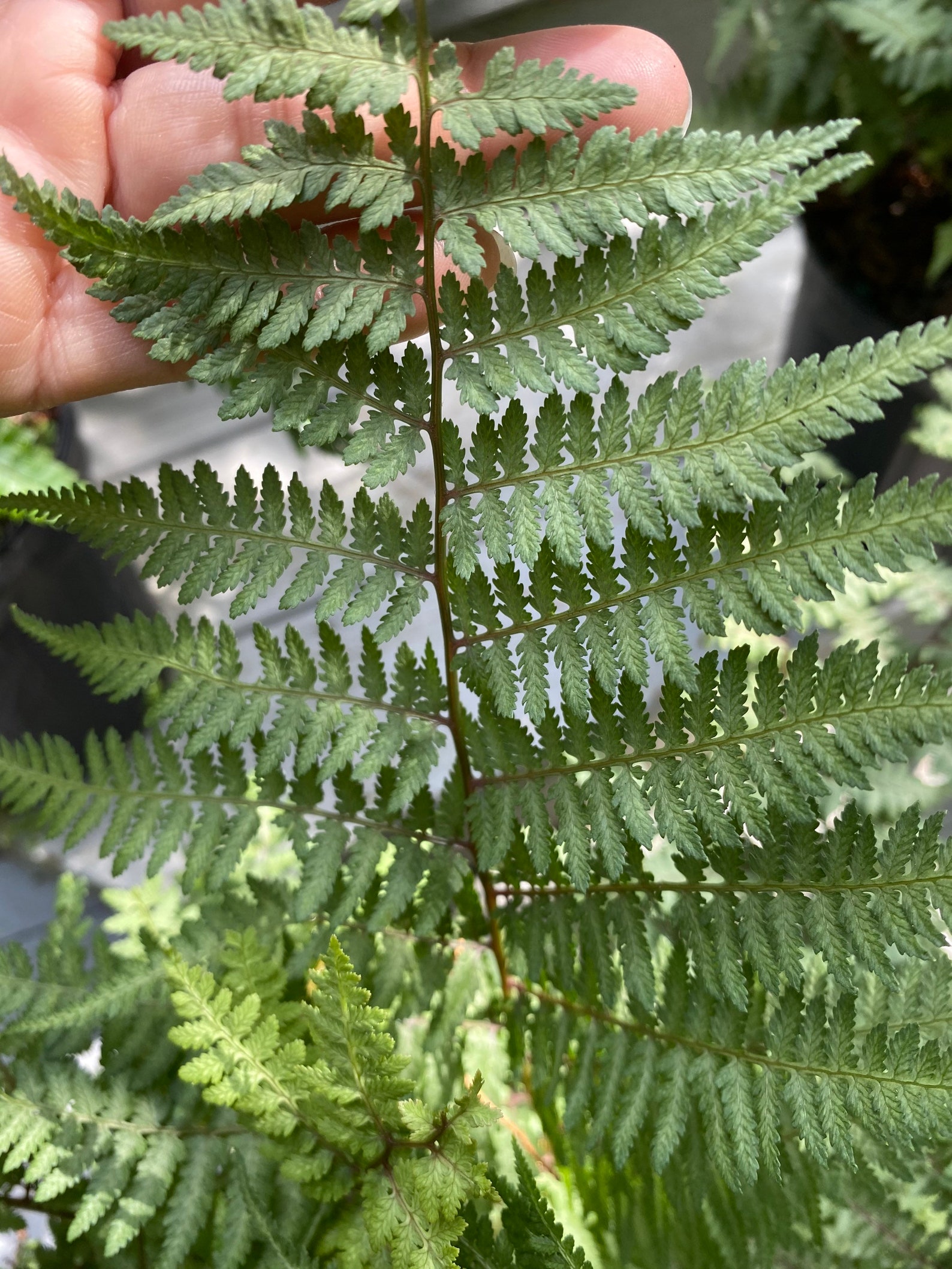 Large Ghost Fern Gallon Size 10-16 inch long fronds from | Etsy