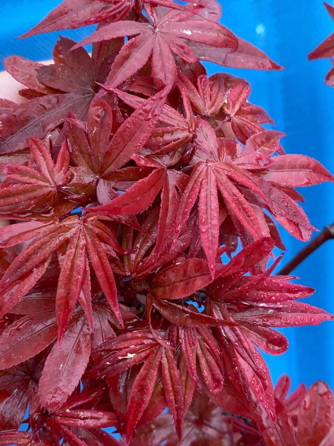 Japanese Maple Twombley’s Red Sentinel, Columnar Japanese Maple, Easy ...