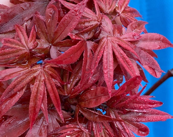 Japanese Maple Twombley’s Red Sentinel, Columnar Japanese Maple, Easy ...
