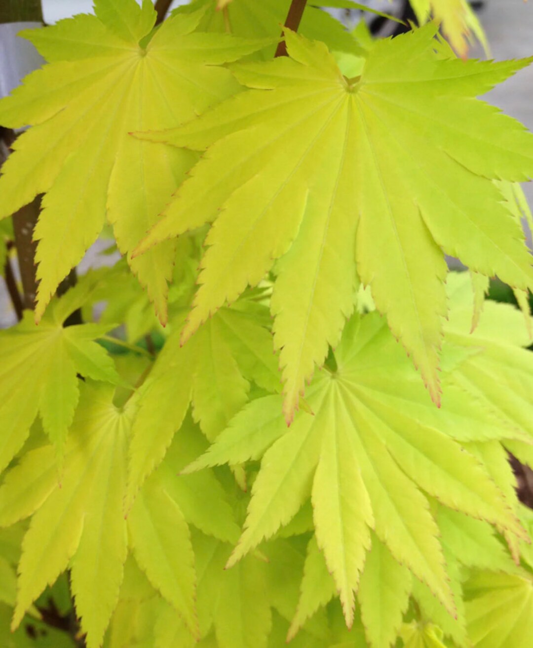 Japanese Maple Jordan Rooted Cutting -3inch Pot, Acer Shirasawanum ...