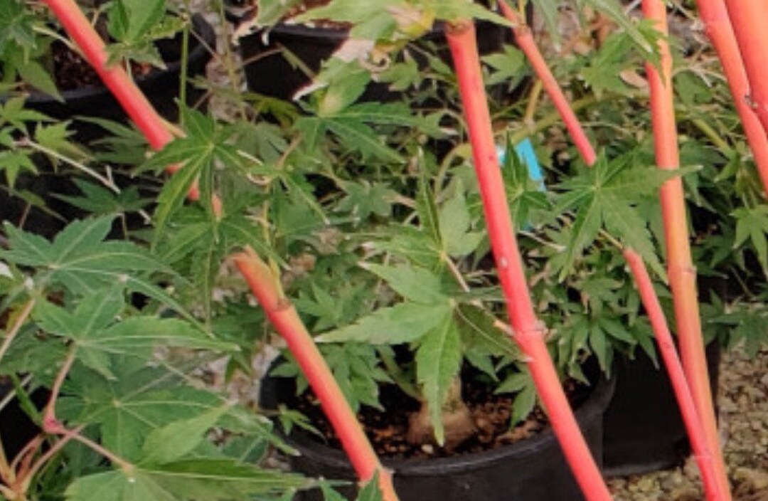 Rare dormant Japanese Maple Ji Jao 1 Year Graft, Rare Orange Coral Bark ...