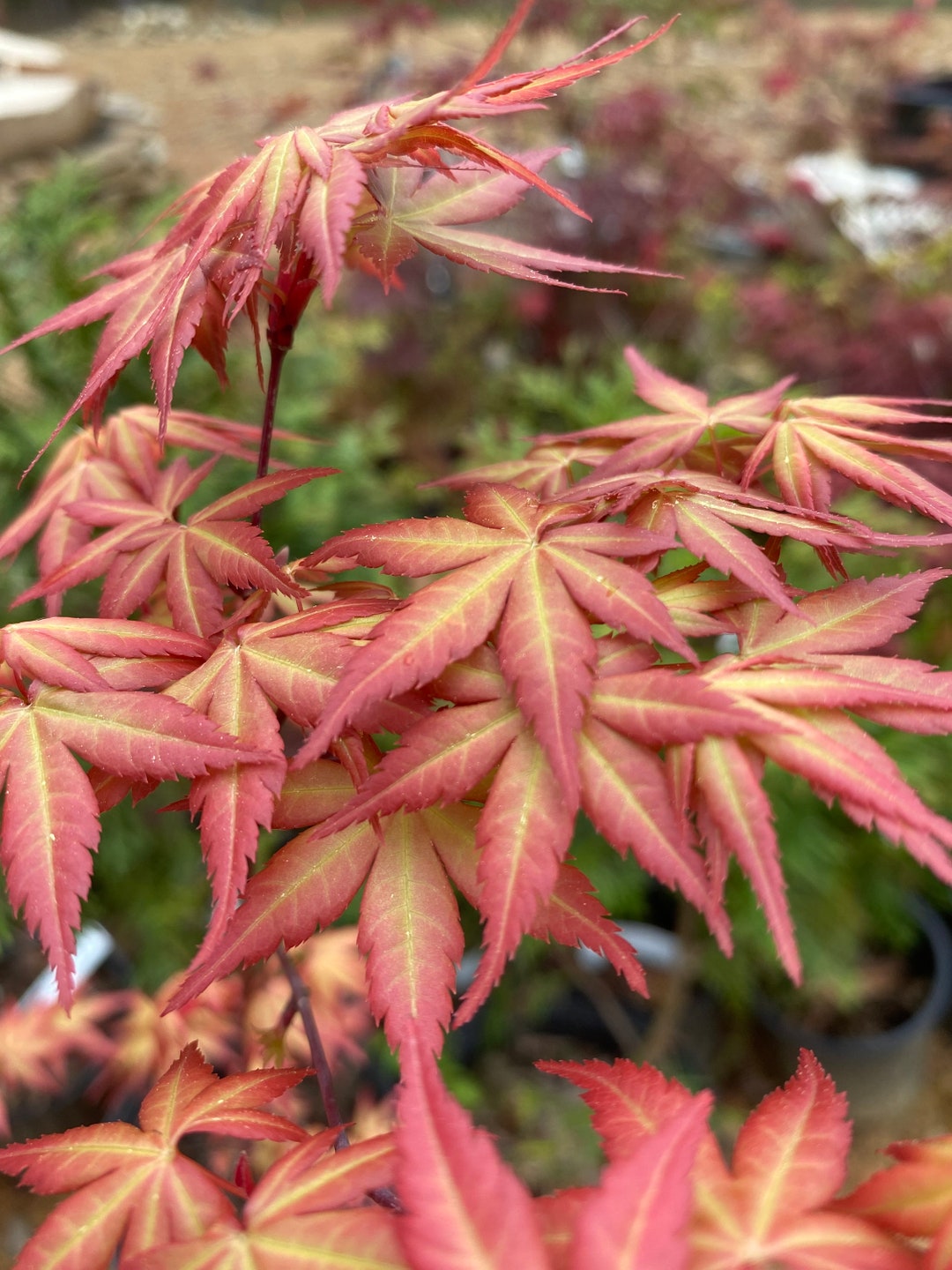 Kawahara Rose Japanese Maple -grafted, Pink Japanese Maple, Variegated ...
