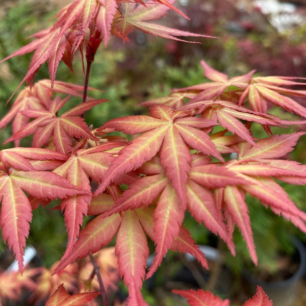 Variegated Japanese Maple - Etsy