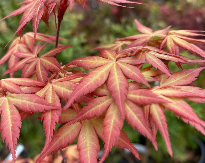 Kawahara Rose Japanese Maple -grafted, Pink Japanese Maple, Variegated ...