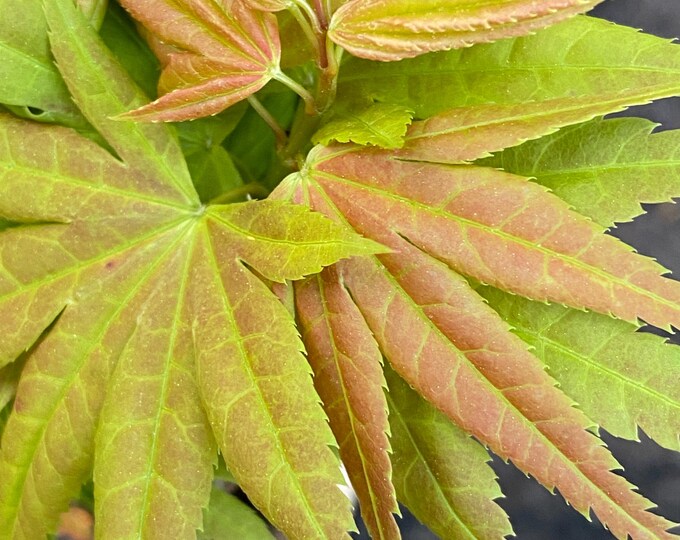 New Rare Dwarf Japanese Maple Beni Mikawa, Acer Palmatum Beni Mikawa - Etsy