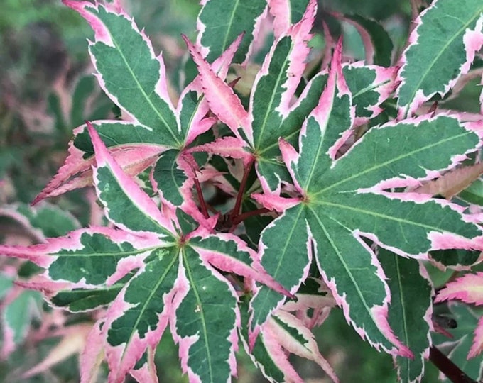 Pink Japanese Maple Beni Shichihenge, Acer Palmatum Beni Schichihenge ...