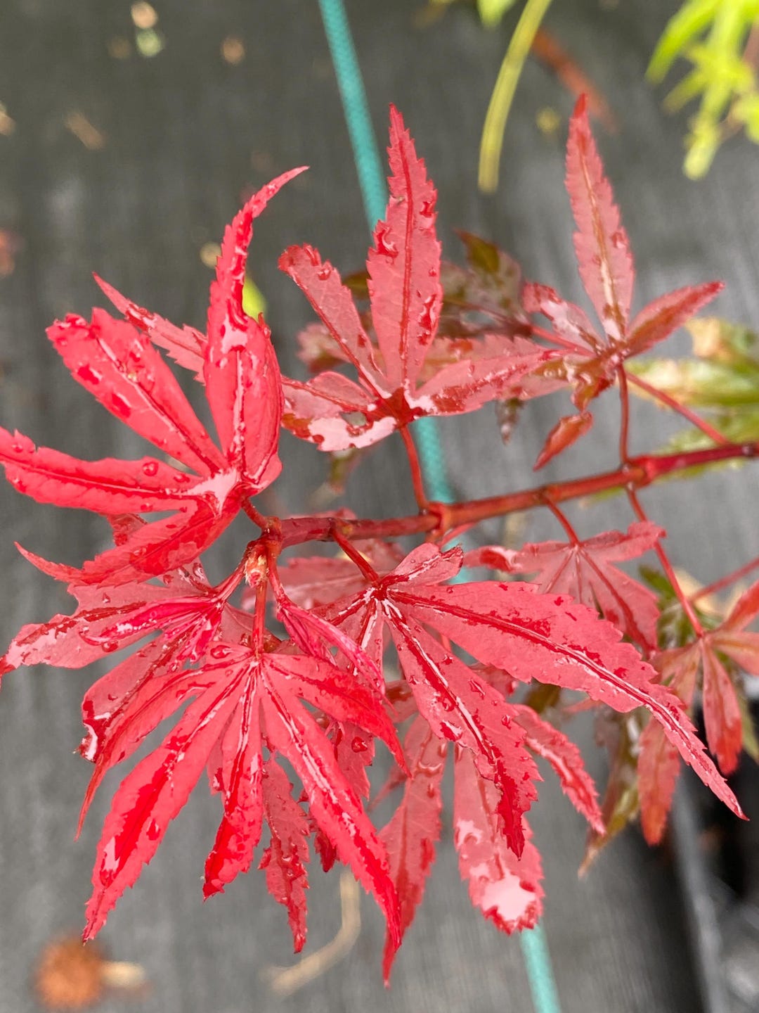 Dwarf Acer Palmatum Shaina (loosing Leaves), Vibrant Red Japanese Maple ...