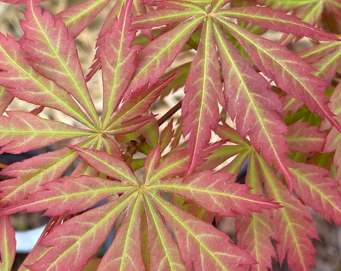 Acer Palmatum Bronze Age, Japanese Maple Bronze Age, Variegated ...