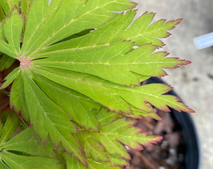 Award Winning Japanese Maple, Acer Japonicum Acontifolium, Green Orange ...