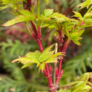 Coral Red Bark Japanese Maple (dormant),acer Palmatum Sango Kaku - Etsy