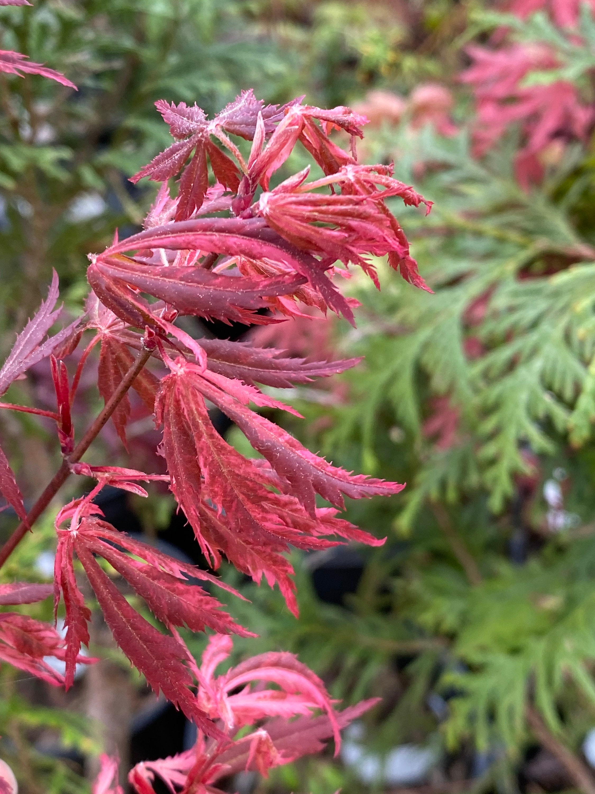 Rare Japanese Maple Tree, Lileeanne's Jewel Variegated Pink Leaves - Etsy