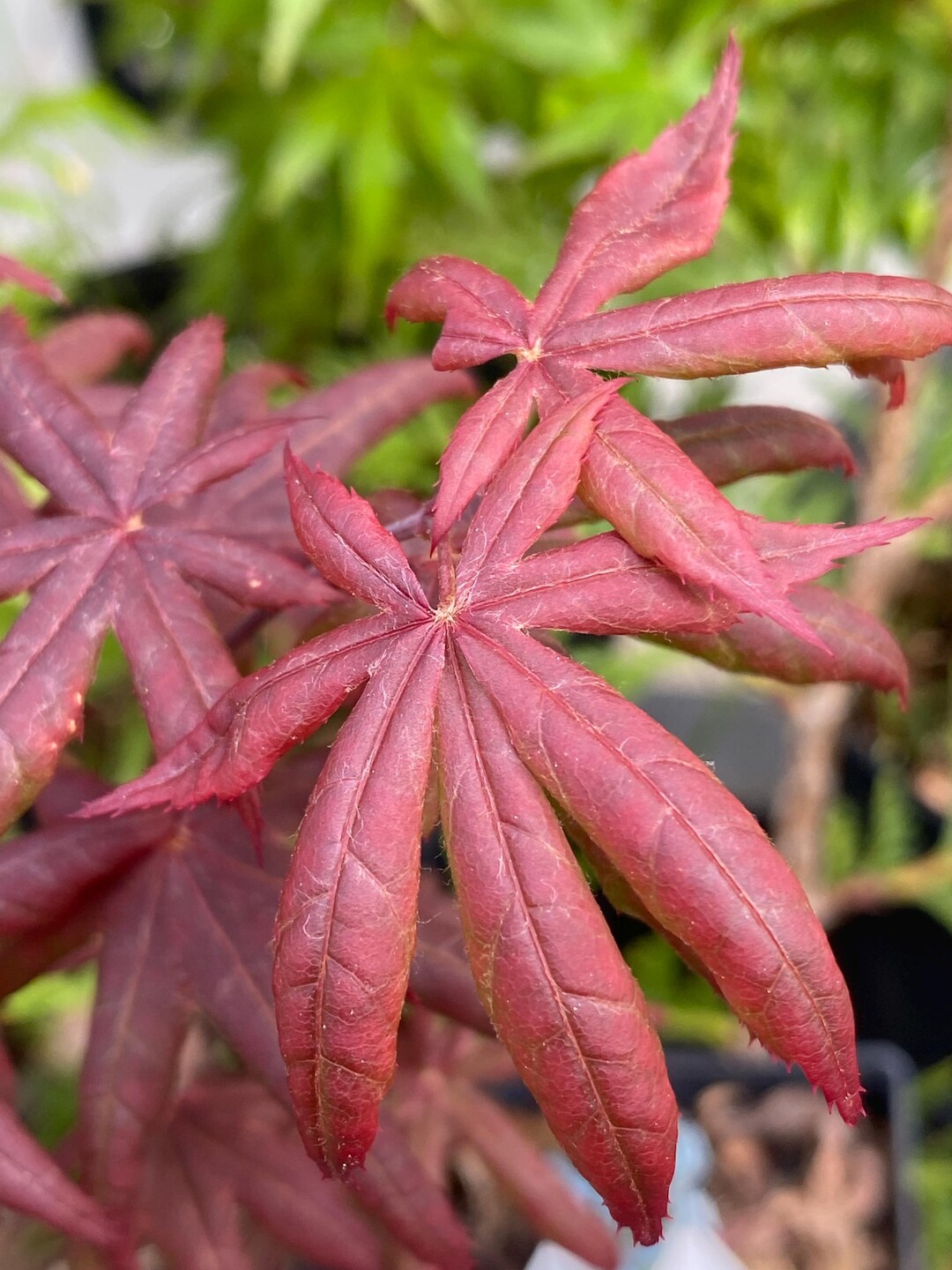 Dwarf Japanese Maple Peve Starfish, Red Japanese Maple, Unique Japanese ...