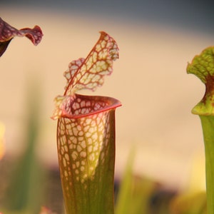 Live Sarracenia "juthatip Soper" Carnivorous Pitcher Plant - Medium 9 ...