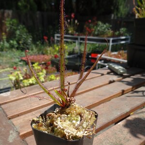 LIVE Carnivorous King Sundew drosera Regia Medium-sized - Etsy
