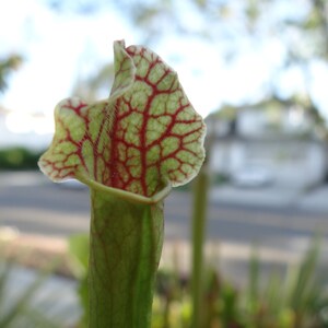 LIVE Carnivorous Pitcher Plant Sarracenia "juthatip Soper" Leucophylla ...