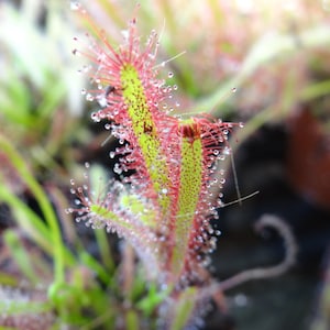 LIVE (3) Carnivorous Cape Sundew (drosera Capensis Typical) Small, Medium, Large Combo Pack - Etsy