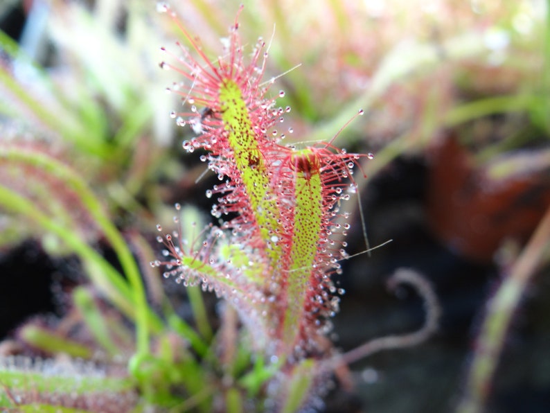 LIVE 3 Carnivorous Cape Sundew drosera Capensis Typical - Etsy