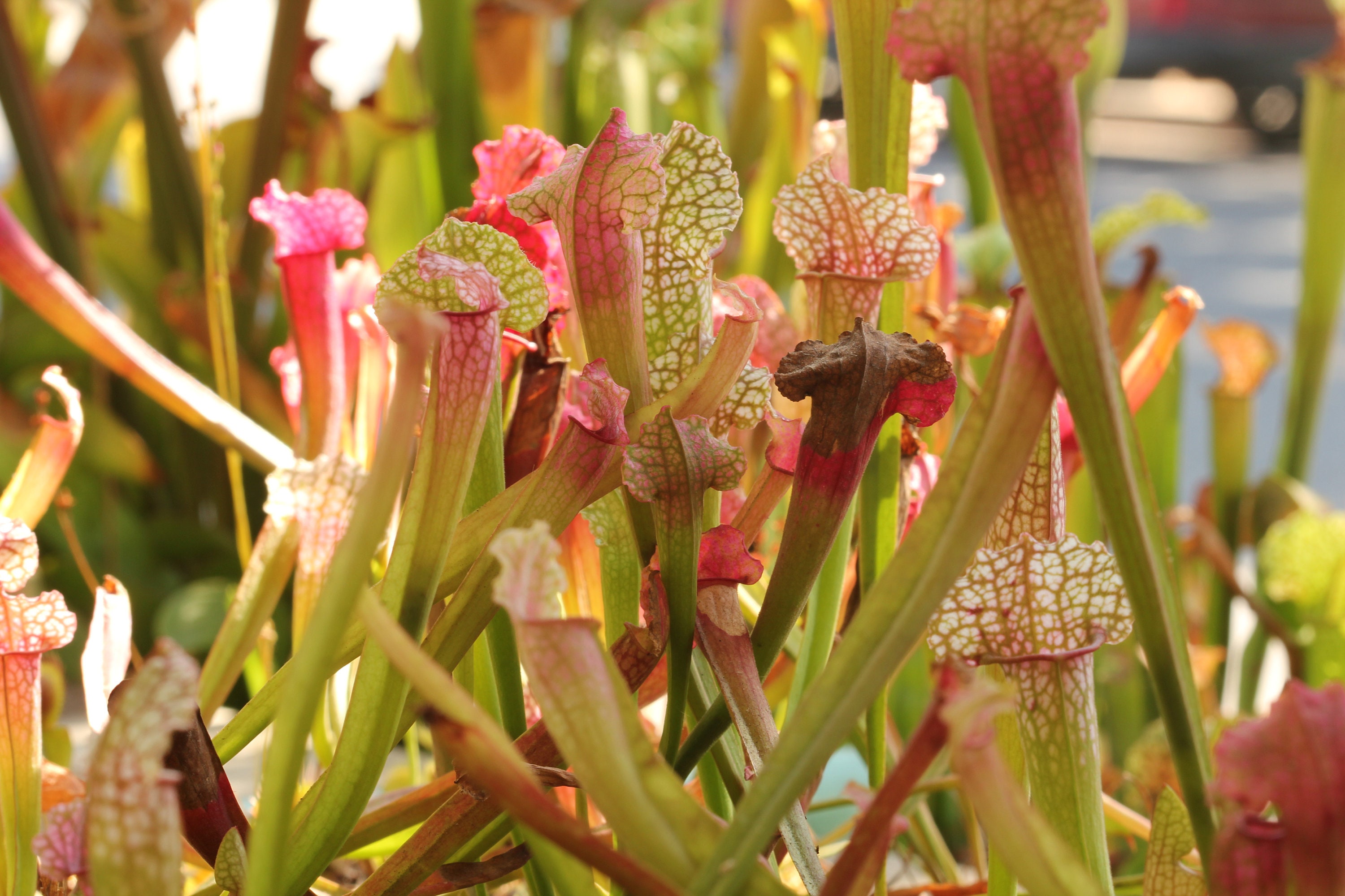 Live Sarracenia juthatip Soper Carnivorous Pitcher | Etsy