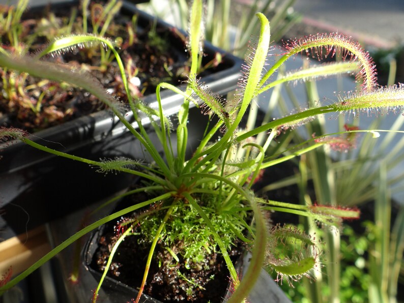 Large Carnivorous Cape Sundew drosera Capensis Typical - Etsy