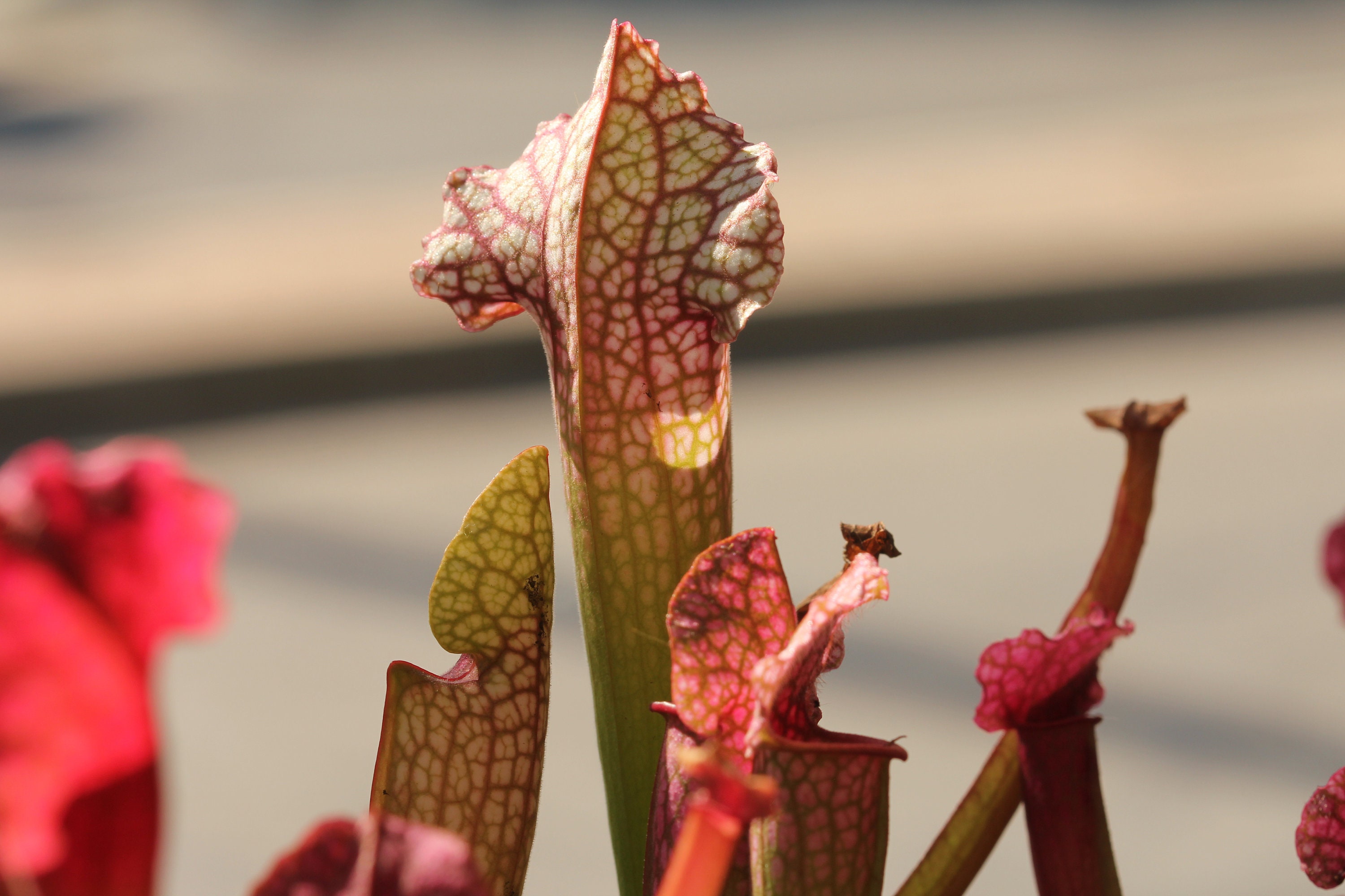 Live Sarracenia "juthatip Soper" Carnivorous Pitcher Plant - Medium 9 ...