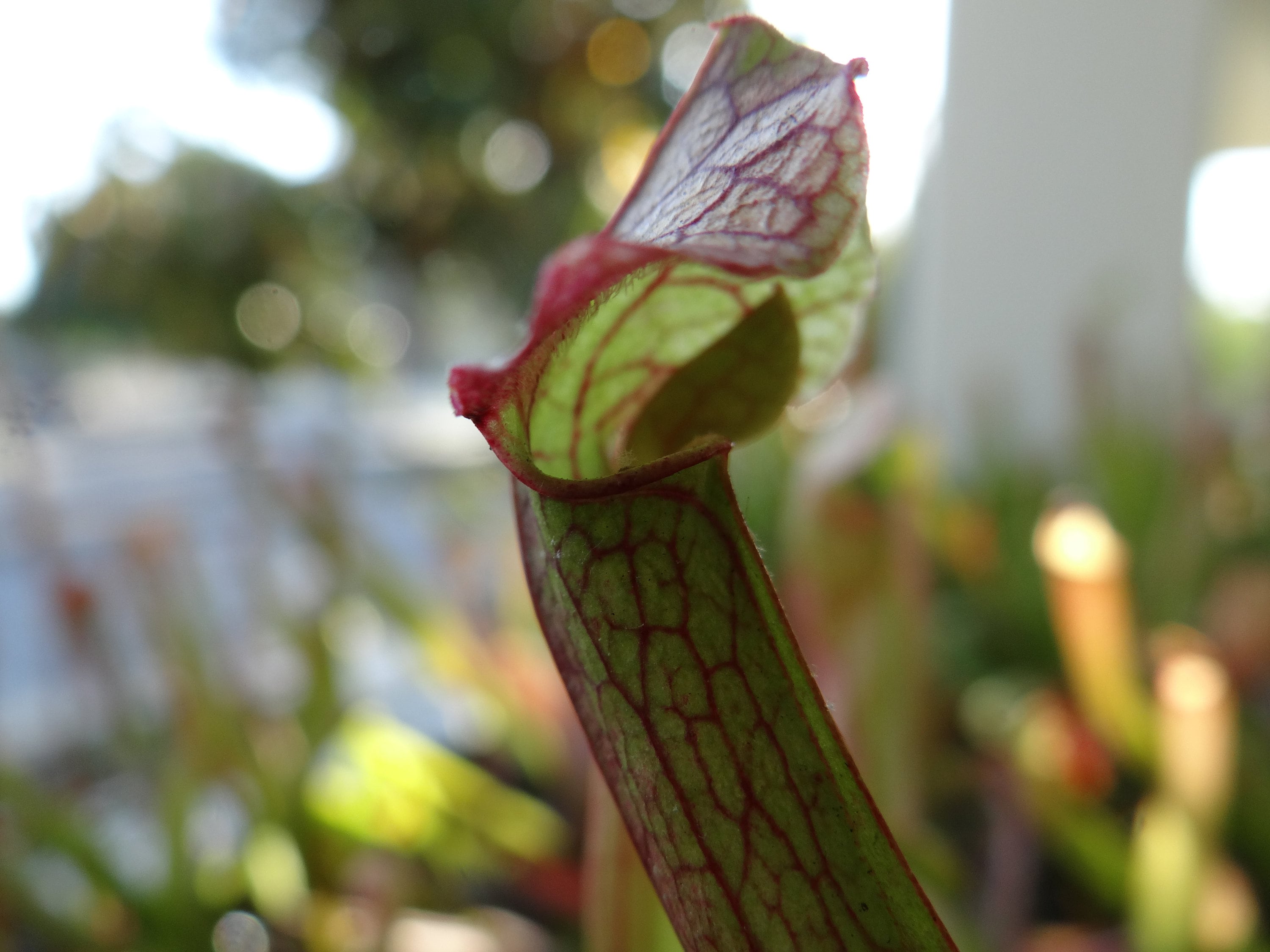 LIVE Carnivorous Pitcher Plant Sarracenia juthatip | Etsy