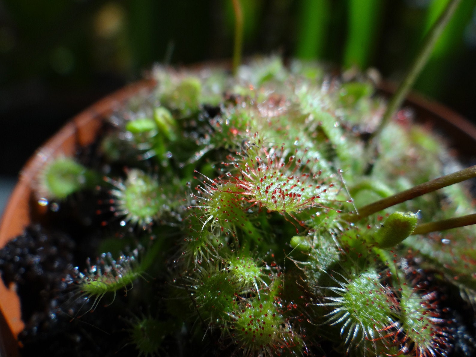 LIVE Carnivorous Spoon-leafed Sundew drosera Spatulata - Etsy
