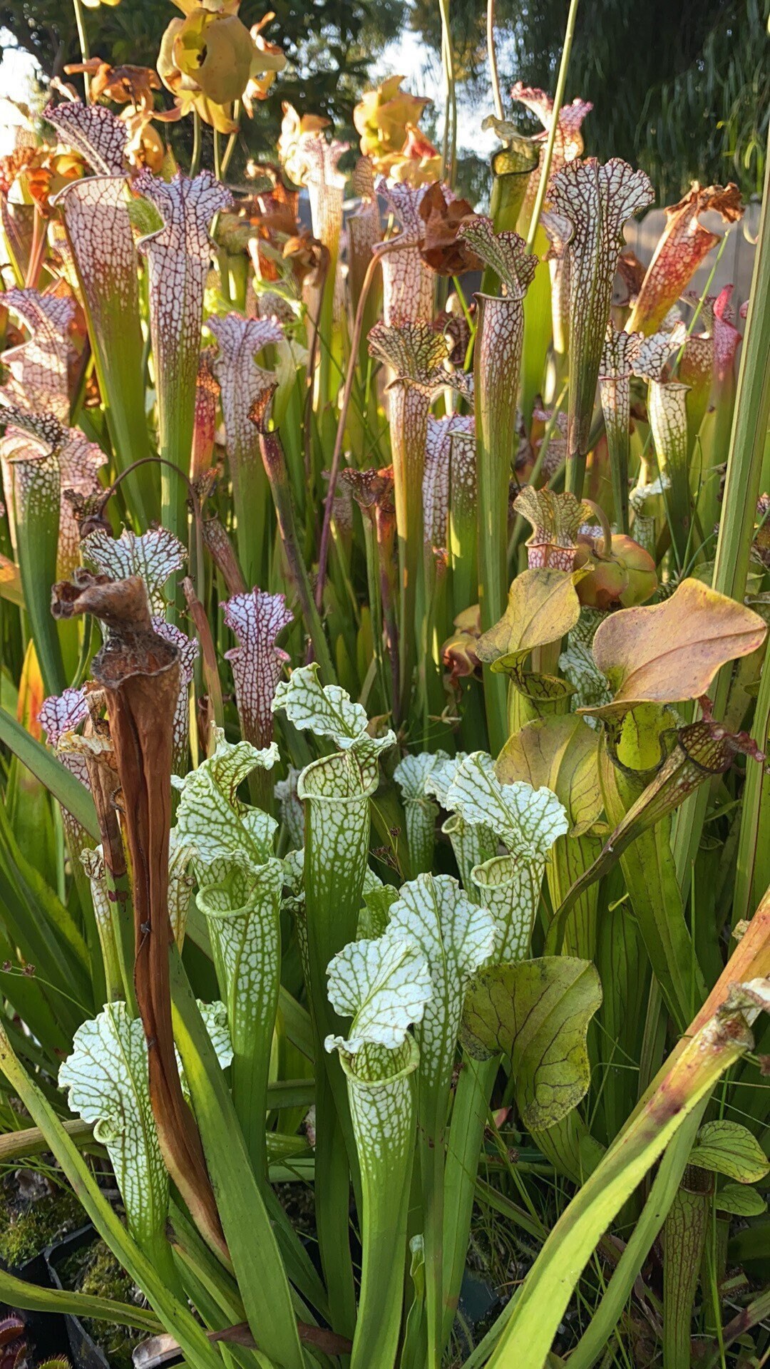 HUGE 18” Carnivorous Pitcher Plant Sarracenia Leucophylla - Specimen ...
