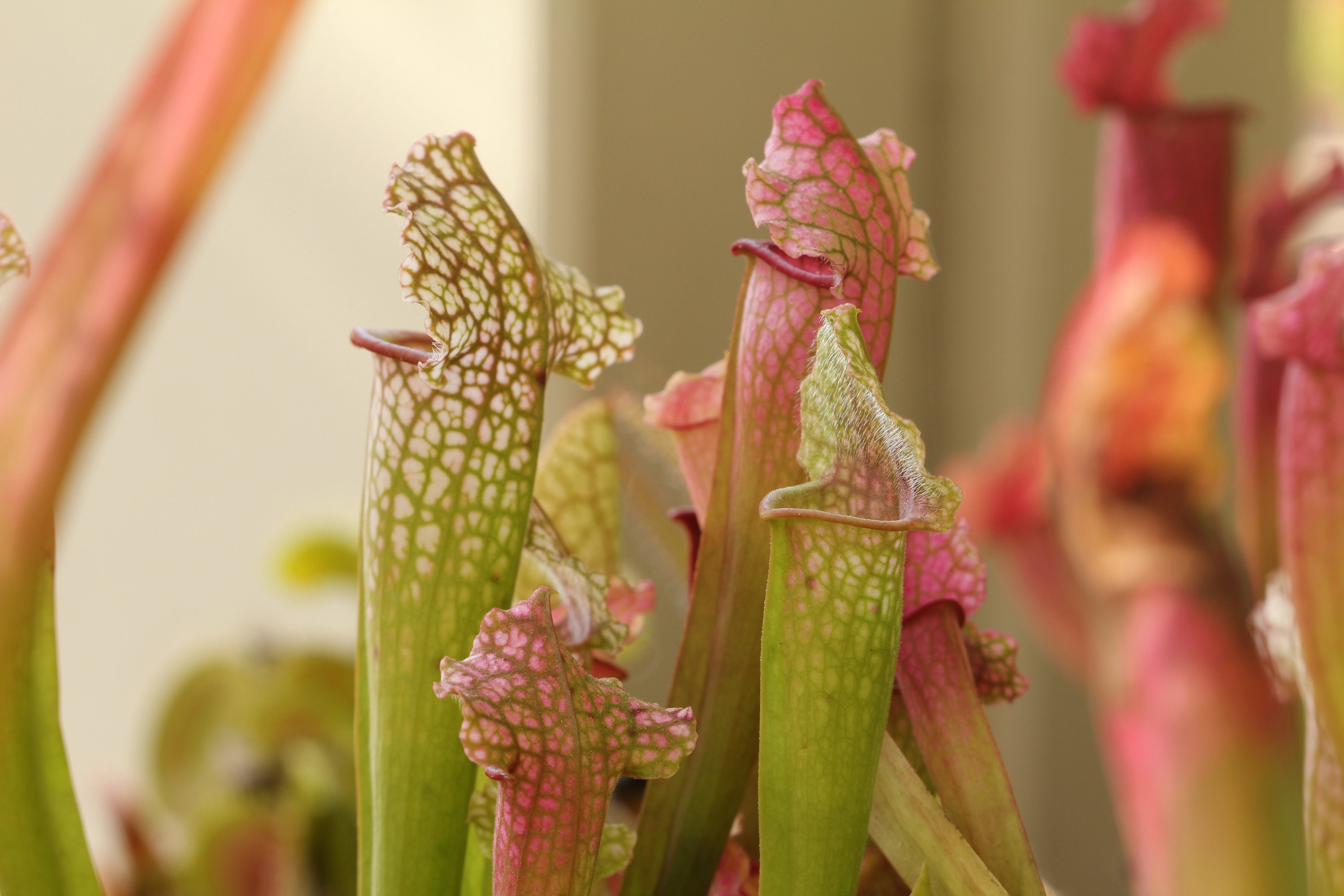 Live Sarracenia "juthatip Soper" Carnivorous Pitcher Plant - Medium 9 ...