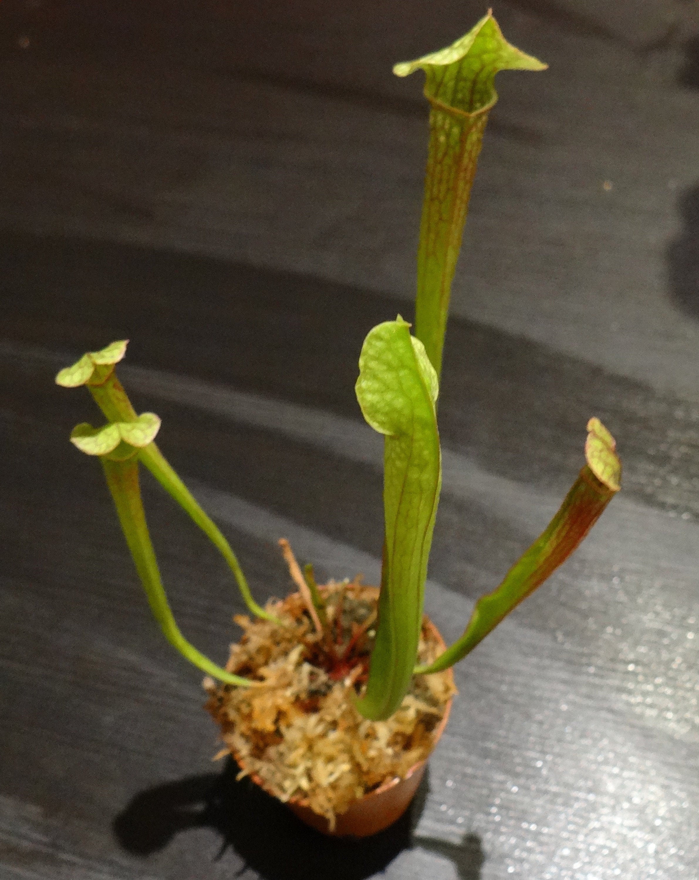 LIVE Carnivorous Pitcher Plant Sarracenia juthatip - Etsy