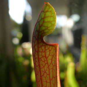 LIVE Carnivorous Pitcher Plant Sarracenia "juthatip Soper" Leucophylla ...
