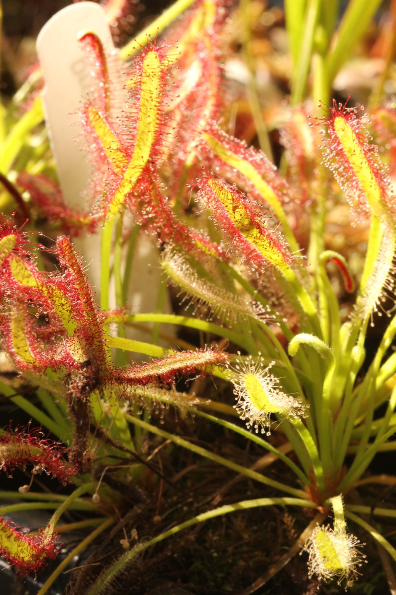 Large Carnivorous Cape Sundew drosera Capensis Typical - Etsy