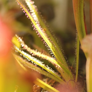 LIVE Carnivorous King Sundew drosera Regia Medium-sized - Etsy