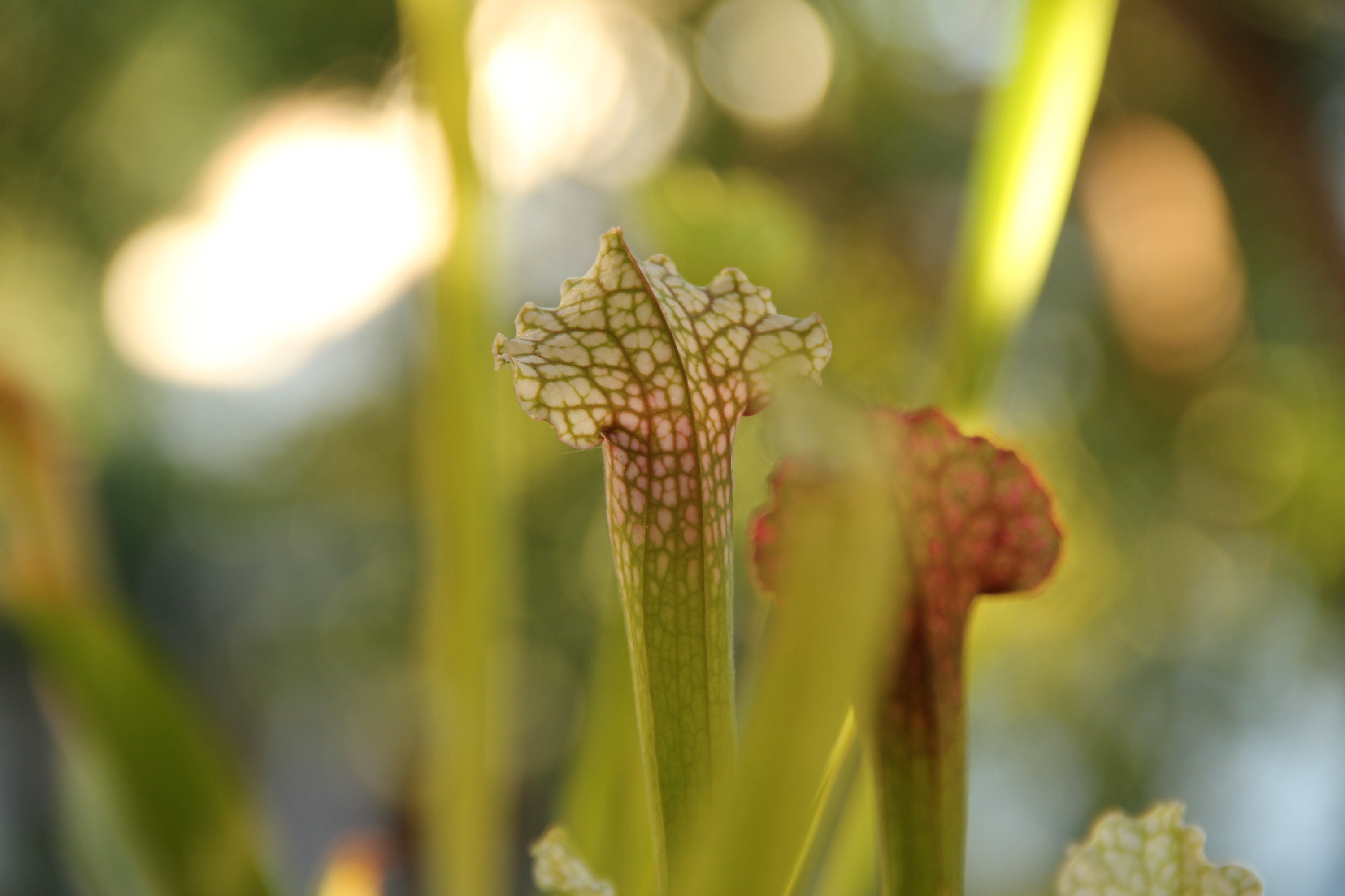 LIVE Carnivorous Pitcher Plant Sarracenia juthatip | Etsy