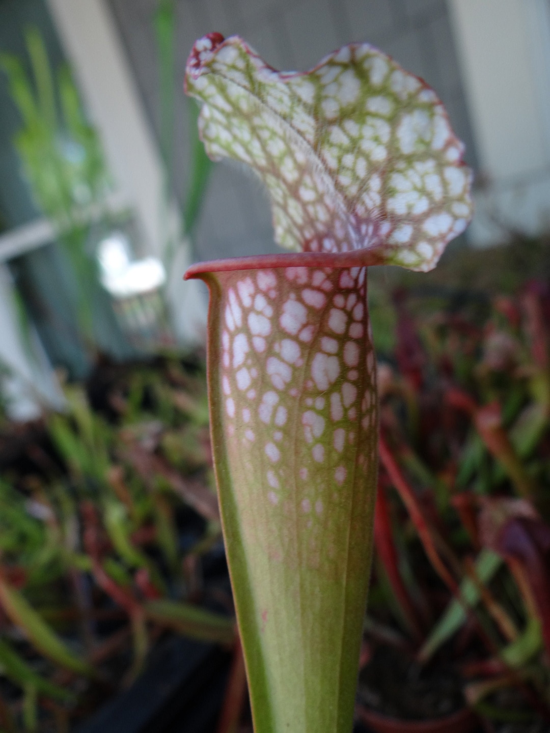 LIVE Carnivorous Pitcher Plant Sarracenia "juthatip Soper" Leucophylla ...