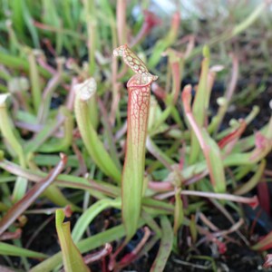 LIVE Carnivorous Pitcher Plant Sarracenia "juthatip Soper" Leucophylla ...