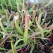 LIVE Carnivorous Pitcher Plant Sarracenia "juthatip Soper" Leucophylla ...